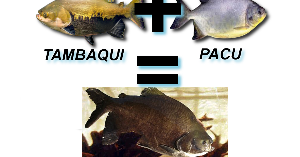 A Arte da Pesca: Diferença entre Tambaqui, Tambacu e Pacu