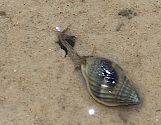 Australia: Pink Dolphins for Thanksgiving at Pelican Bay | Galley Wench ...