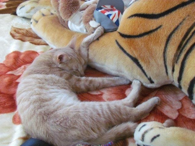 memorable meanders: Double jointed kitty