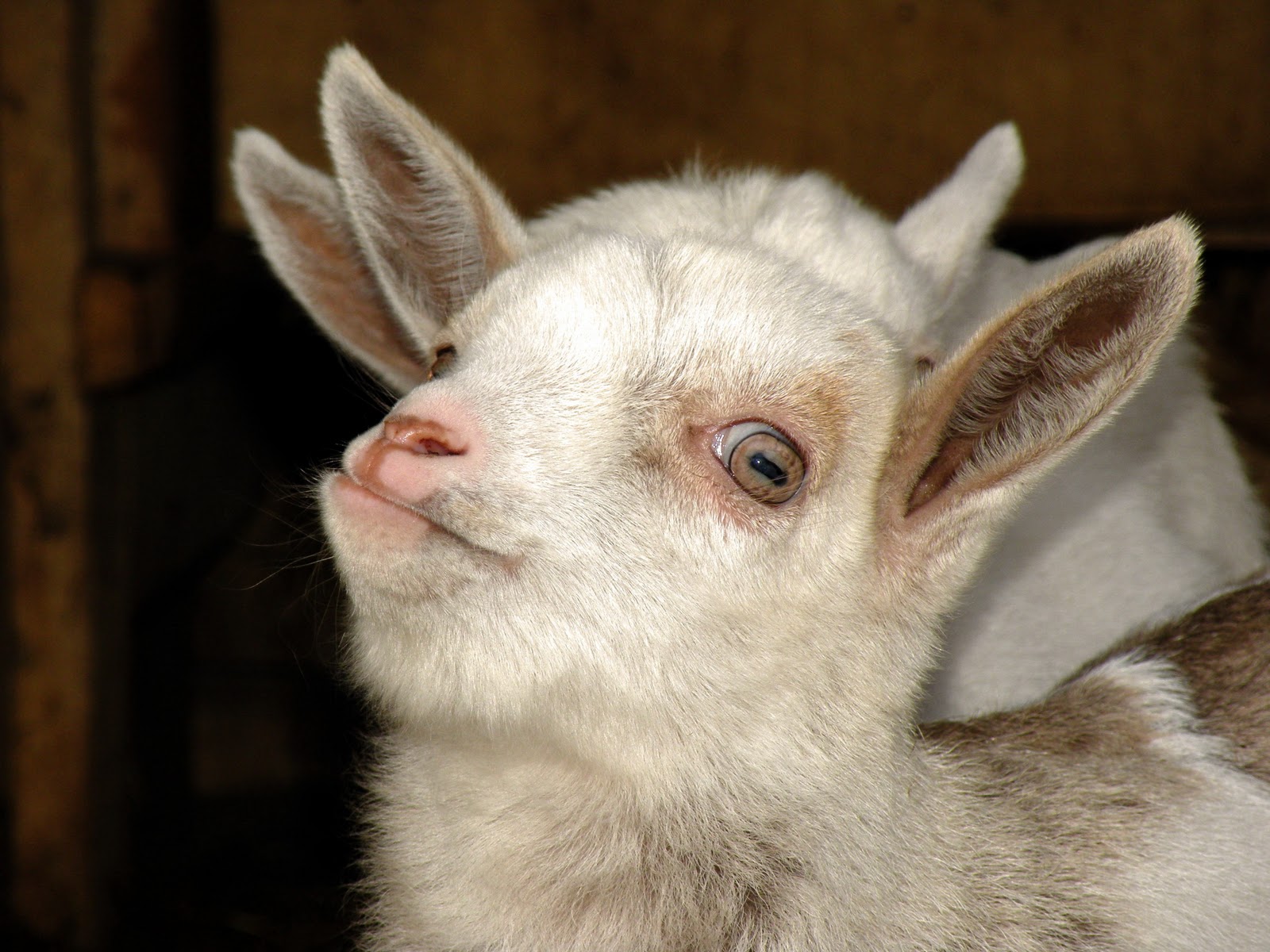 Fotosentimente: Capra - diverse