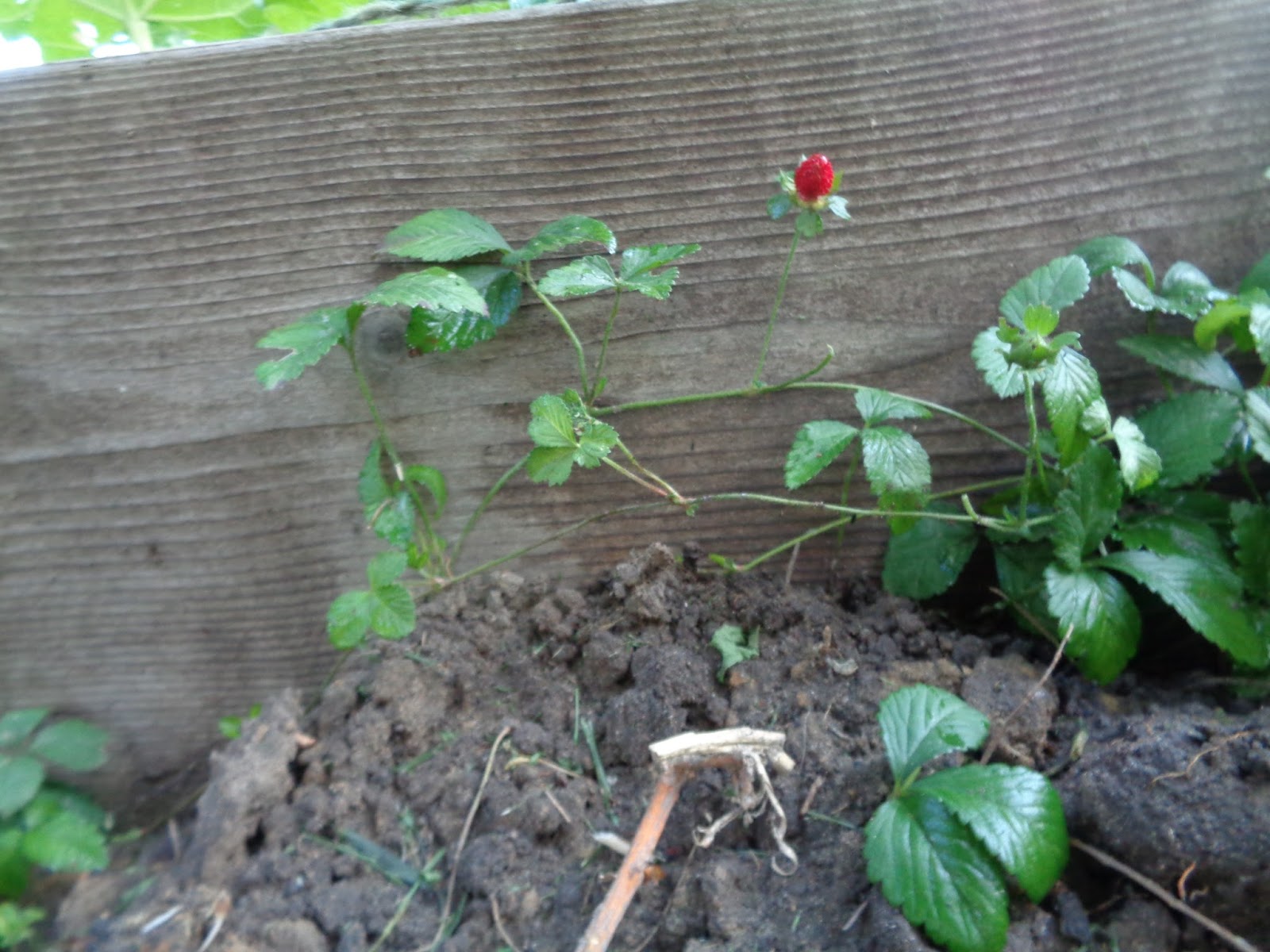 The Perennial Agriculturalist: stolons