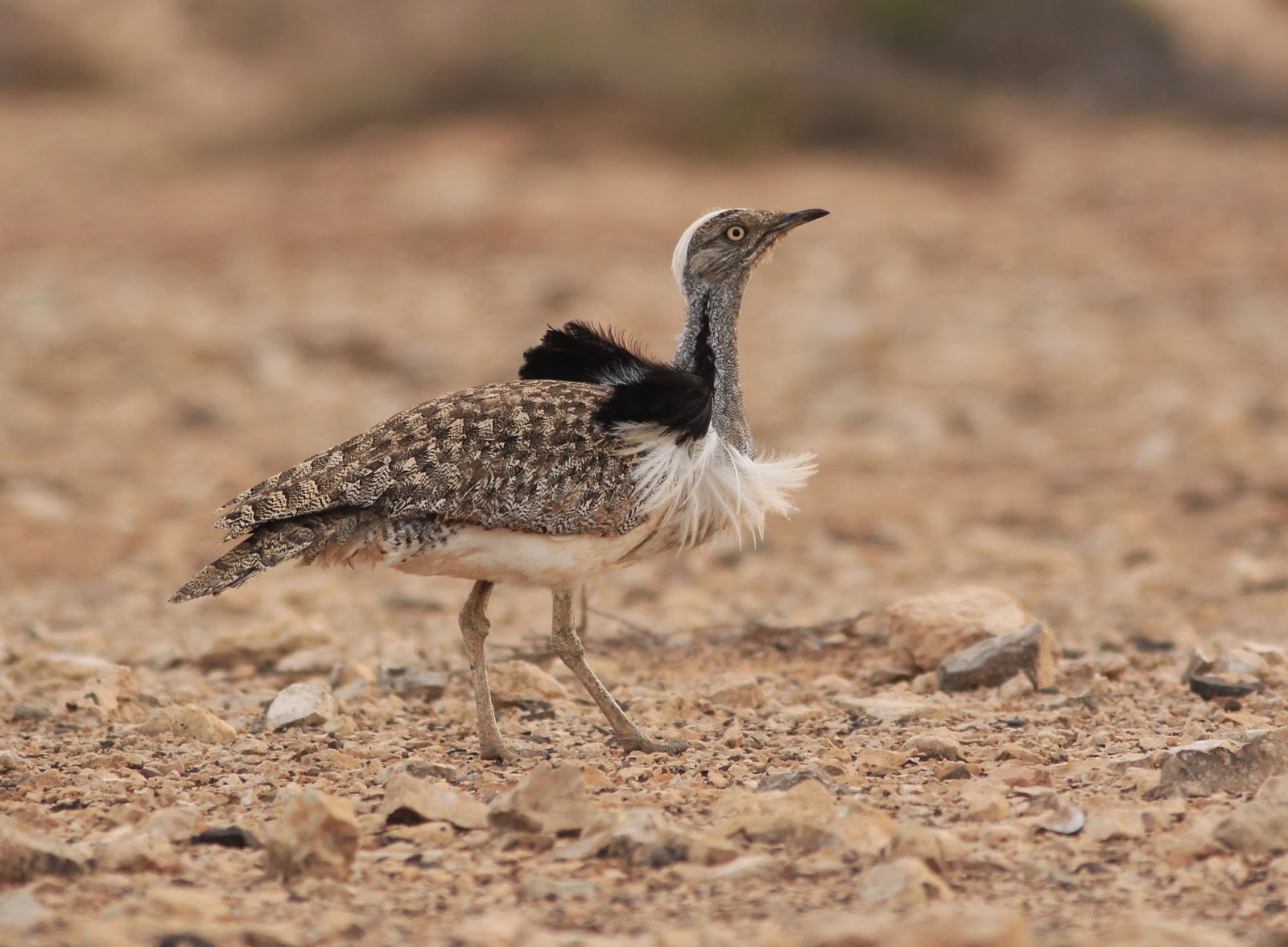 Mark James Pearson: Houbara Bustards - Fuerte #14