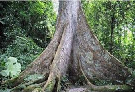 Tasbih Batu Kayu Binong atau Winong