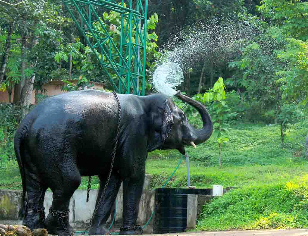 VisitMyKerala: Konni a forested village in Pathanamthitta district is ...