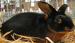 Konijnenhouden.nl - Konijnenrassen | Opvoeding | Verzorging: Konijnenrassen