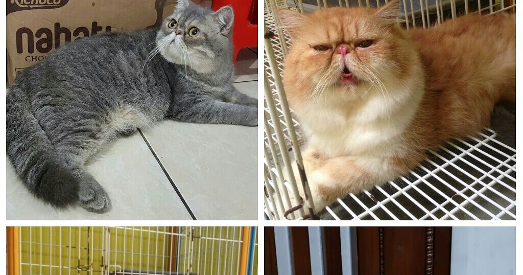 JASA PACAK KUCING EXCOTIK & PEAKNOSE EXTREEM CIBUBUR ~ PENITIPAN KUCING ...