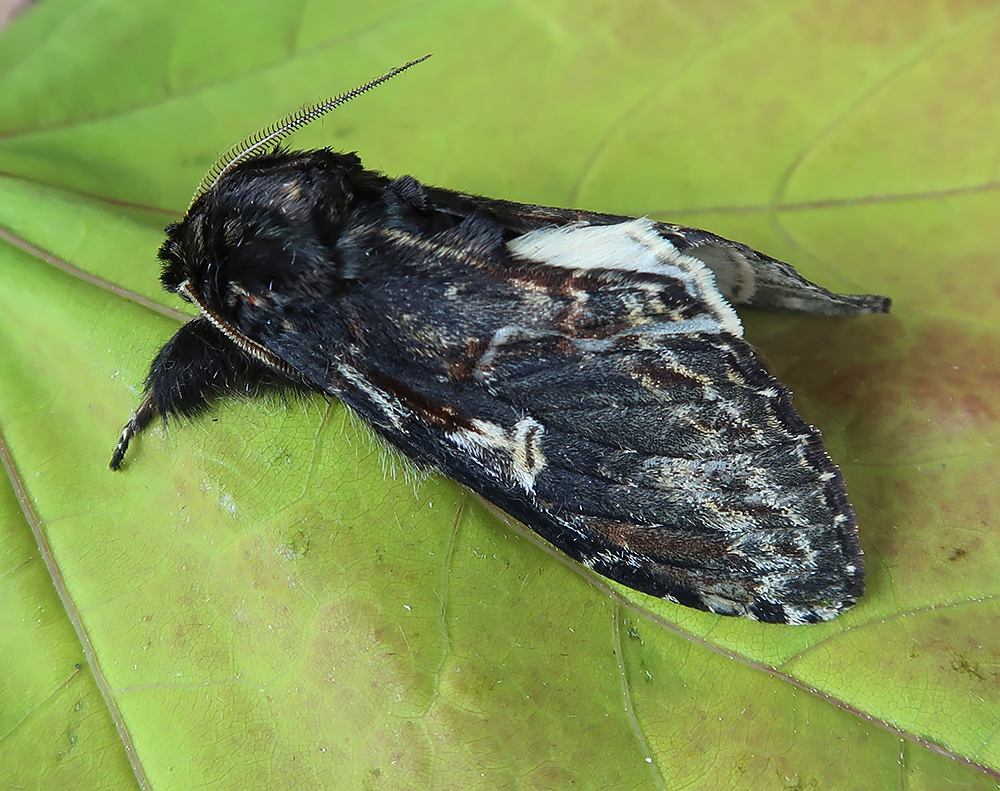 Monmouthshire Moth and Butterfly Group : Great Prominent (Peridea ...
