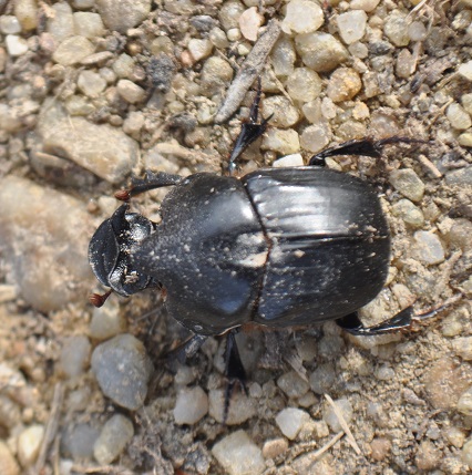 ZOOTOGRAFIANDO (6.100 ANIMALS): ESCARABAJO BISONTE (Bubas bison)