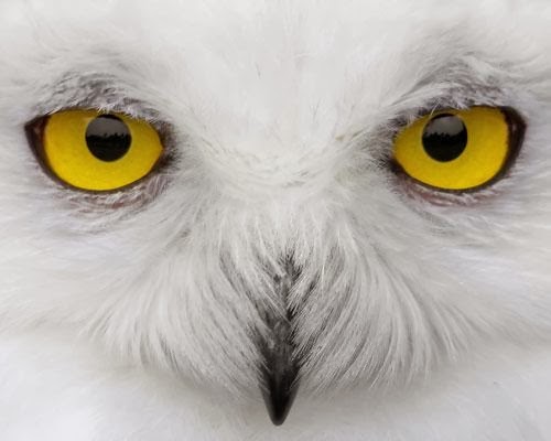 Animales del Artico # 1