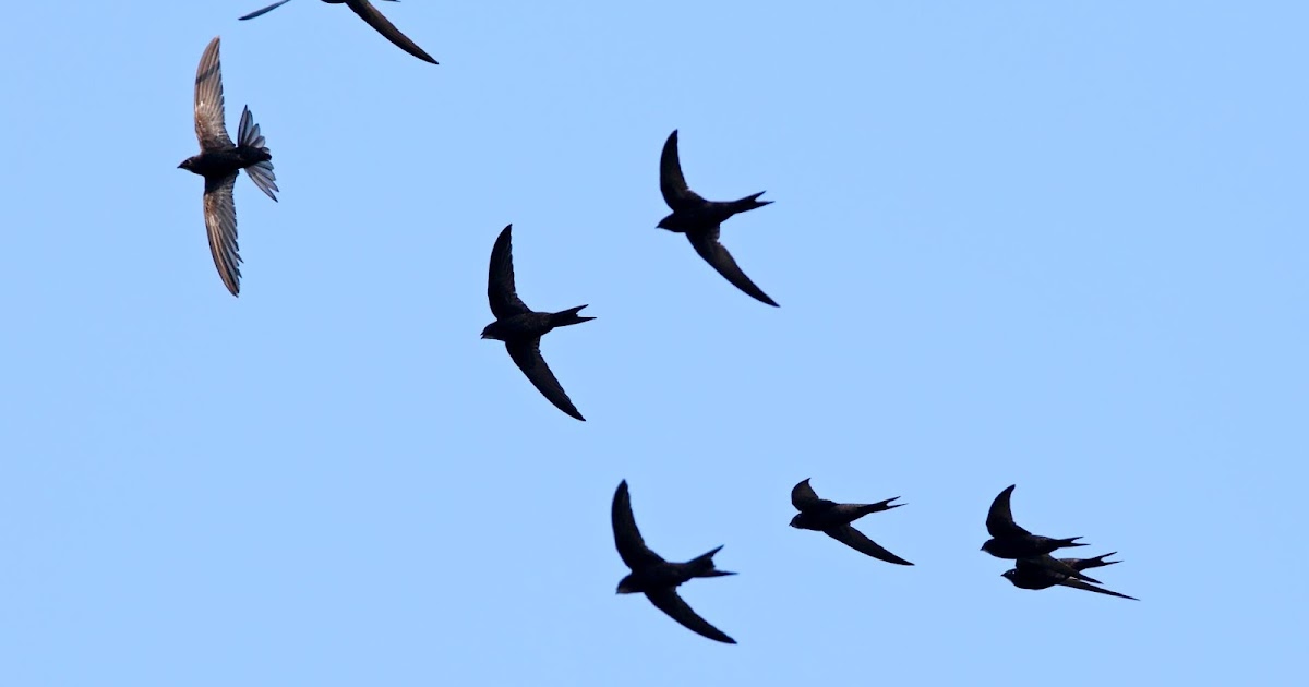 French Vocabulary Illustrated: martinet (oiseau)