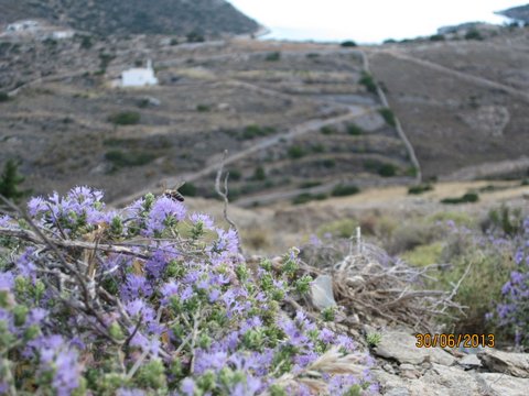 ΜΕΛΙΣΣΟΚΟΜΙΑ ΝΑΞΟΥ-NAXOS BEE