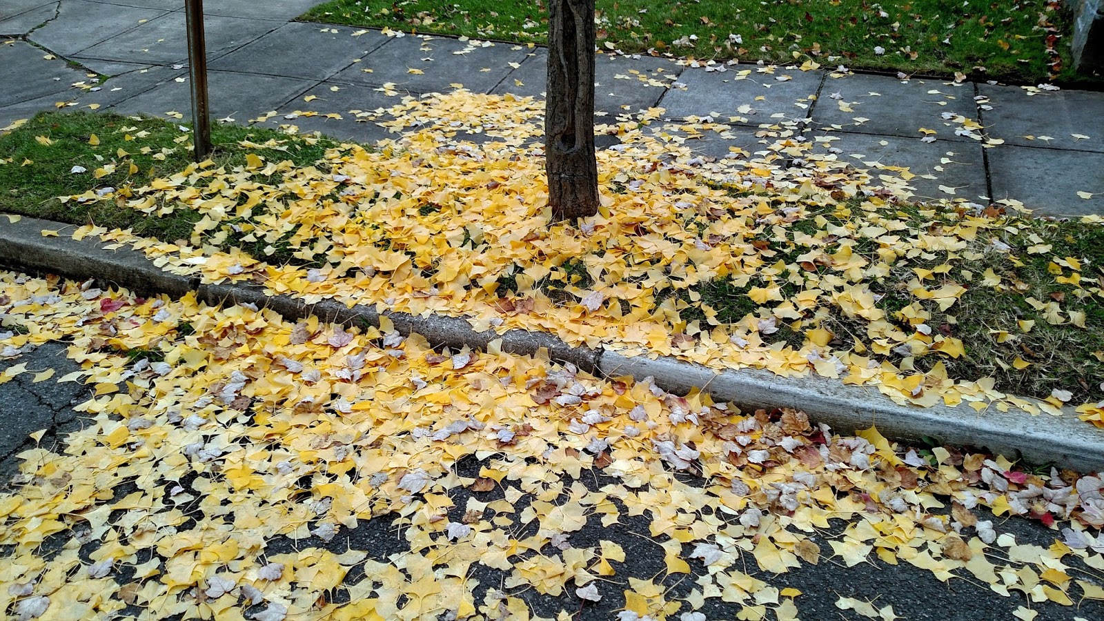 The Mathematical Tourist: Gold Carpet