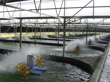 What Is Fish Farming | Fish Farms
