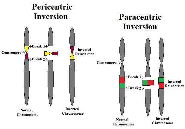 The New Creationist: Chromosomal Inversions - Pericentric