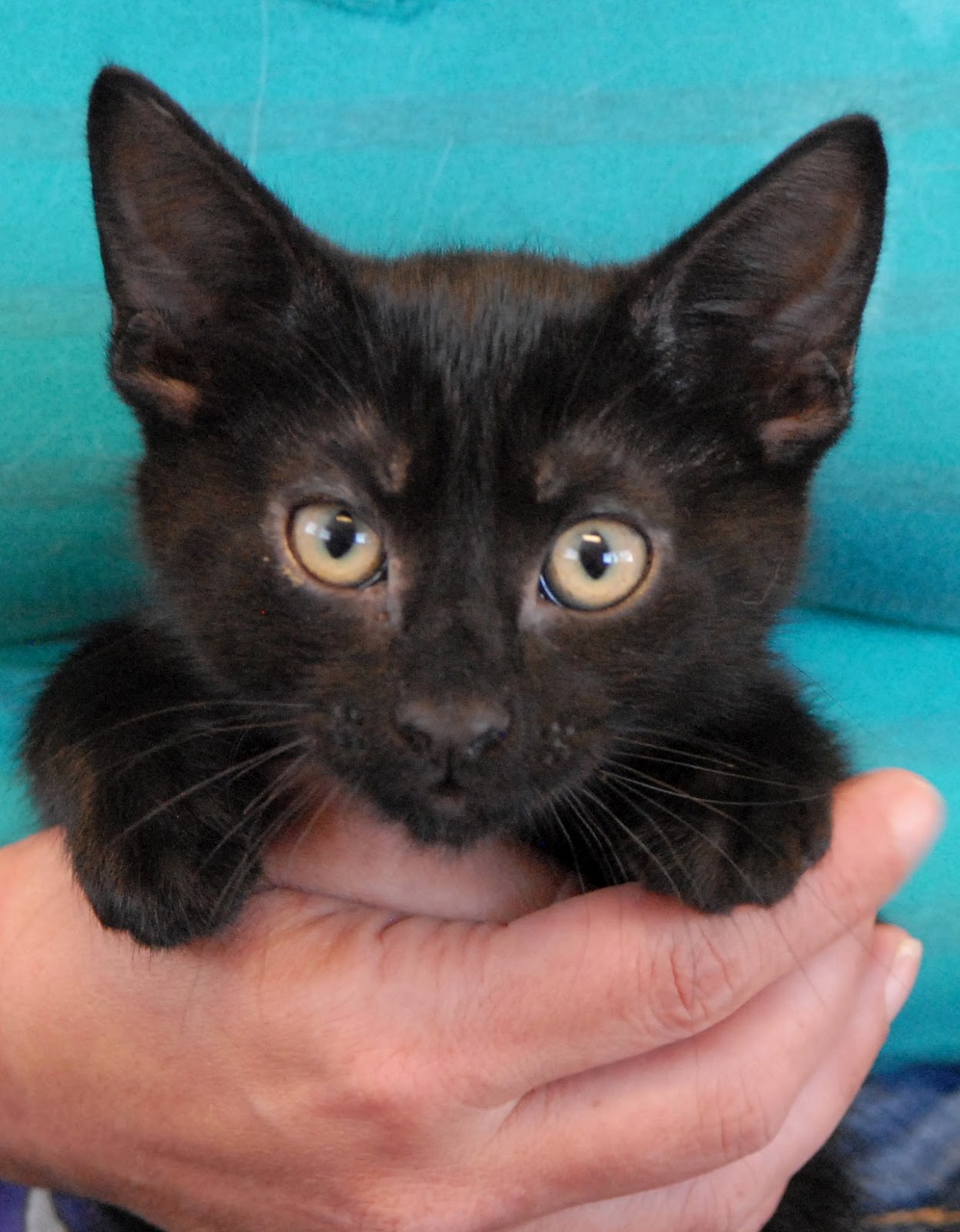 The Raven Kittens are now ready for adoption!