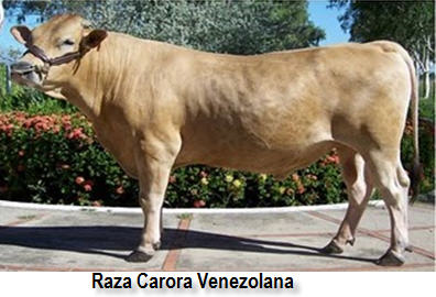 S T R A V A G A N Z A: LA GANADERIA VENEZOLANA