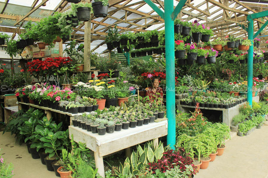 Welcome to my World: Ada pasar tanaman terlengkap di Kopeng, Salatiga