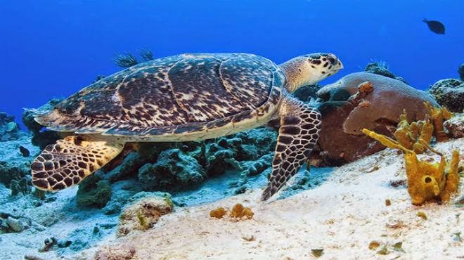 ¿Pichas las caguamas? : My Spanish Notes