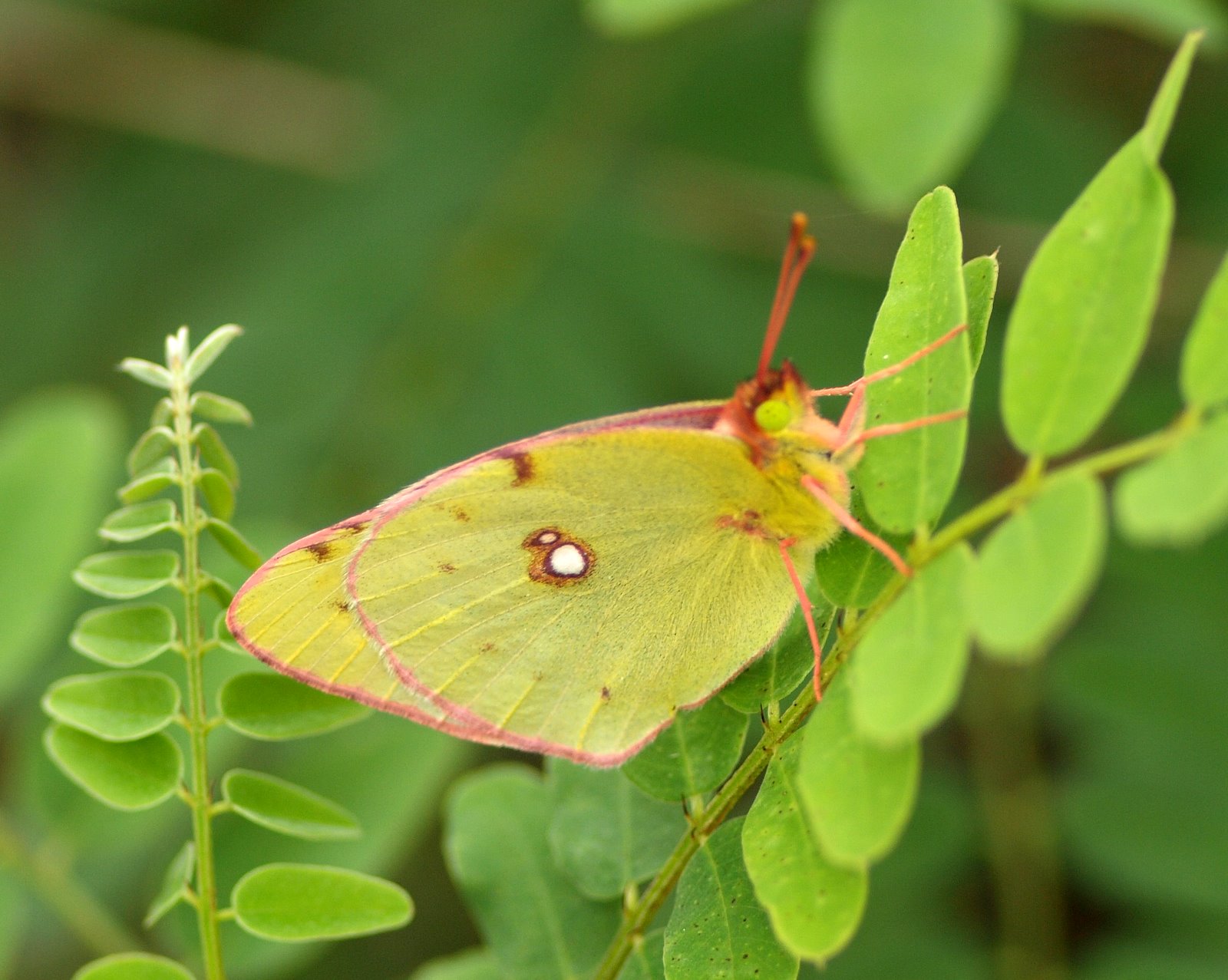Butterfly Pictures: Clouded Yellow – Colias croceus