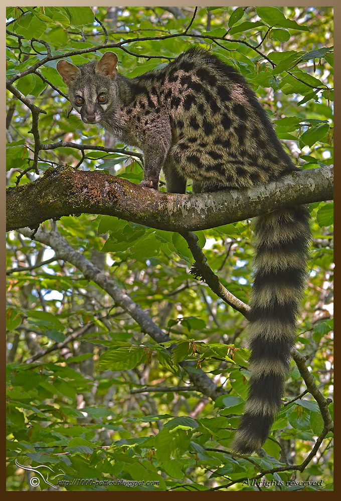 WILDLIFE GATEWAY: Genette commune