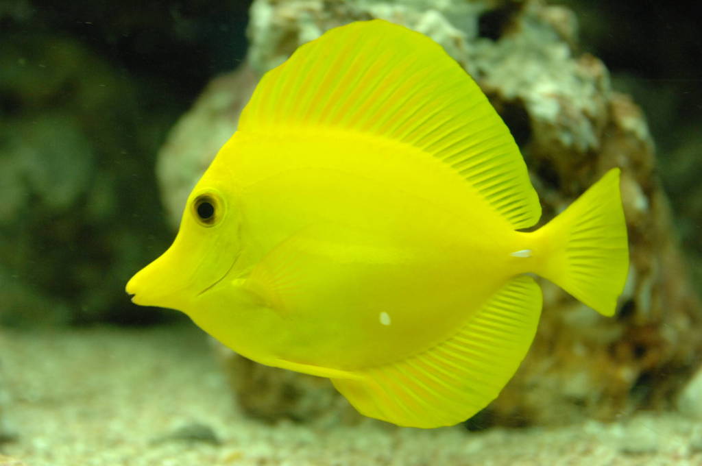 Peces y plantas ornamentales: Zebrasoma Flavescens - Pez Cirujano amarillo