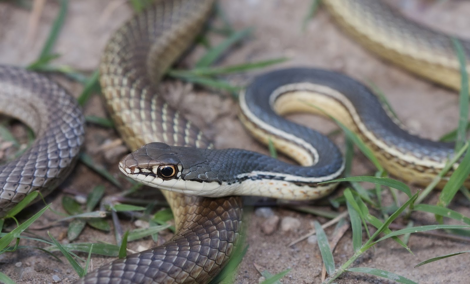 Salamander-Shmalamander: Field Herpetology at The Southwest Research ...