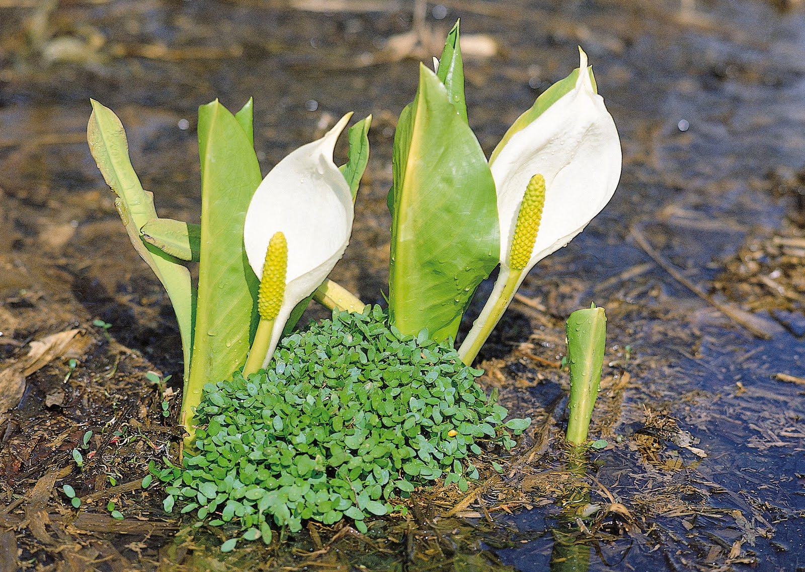 Alcatraces de agua - Water white flower (1920x1363)