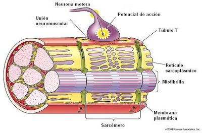 UNIDADES DE BIOFÍSICA: UNIDAD # 1 SISTEMAS BIOFÍSICOS MECÁNICOS ...