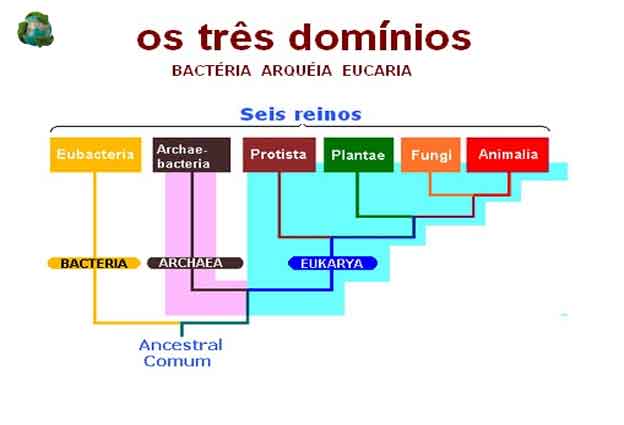 @izzibio: LEITURA 3ª SÉRIE: DOMÍNIOS DOS SERES VIVOS – REINOS
