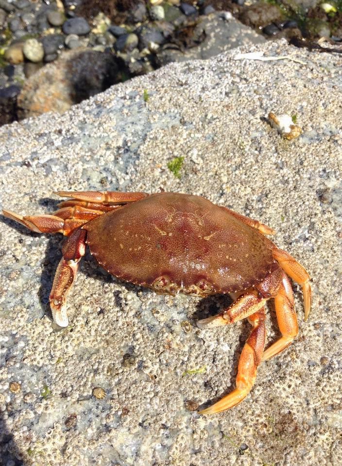 Scavenger Hunt: #1 Crab