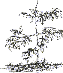 PLANT FAMILIES OF PUERTO RICO AND FLORIDA PAPO VIVES: SCHOEPFIACEAE NUM ...