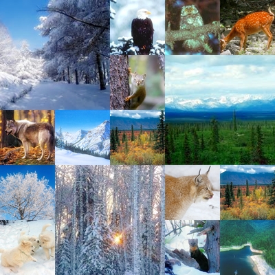 Melani Tello Balboa: Taiga