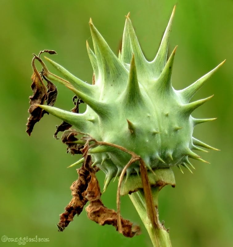 @maggiezlenz: 04/06/12