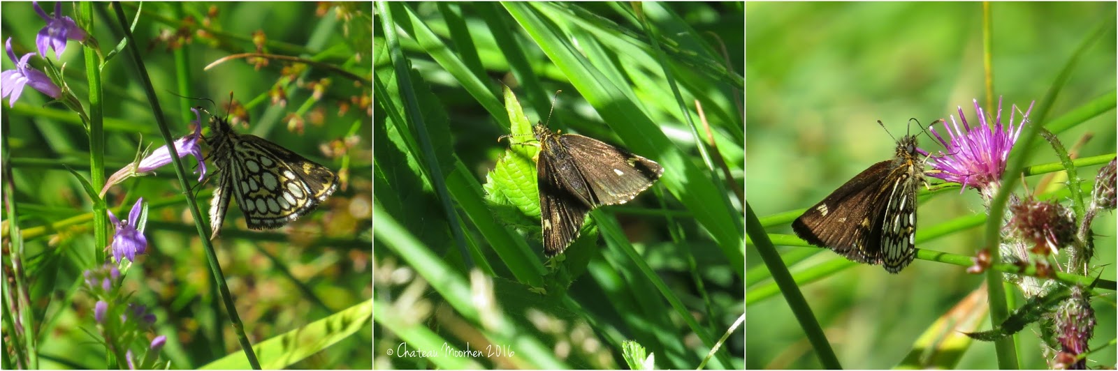 Chateau Moorhen..... goes south!: Large Chequered Skipper and other ...