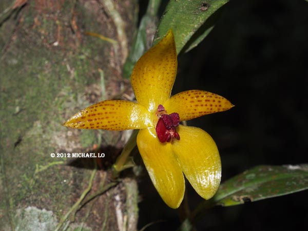 The rainforests of Borneo & Southeast Asia: The mountains, flora ...