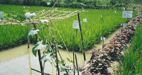 Living with Nature - School on Blog by Dr. Abercio V. Rotor: Food ...