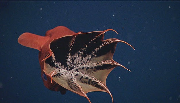 fósiles vivientes: El calamar vampiro