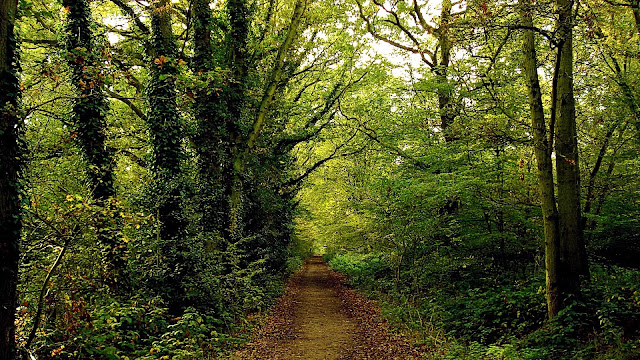 Free HD Images (FIFCU Purchased): 13 Images of Forest Way