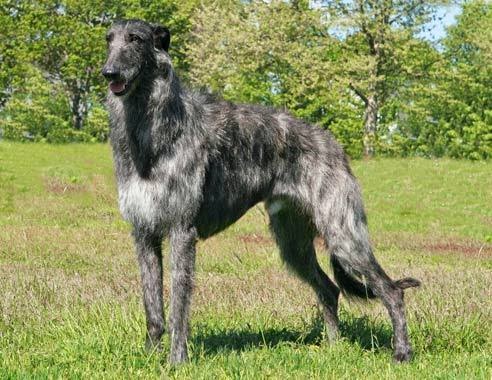 Deerhound o Lebrel escocés