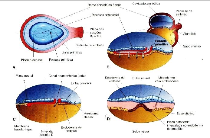 BIOMEDICINA-FARMÁCIA: TERCEIRA SEMANA DO DESENVOLVIMENTO HUMANO