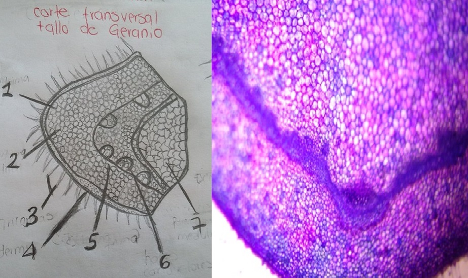 Informes de Biología Vegetal II: octubre 2016
