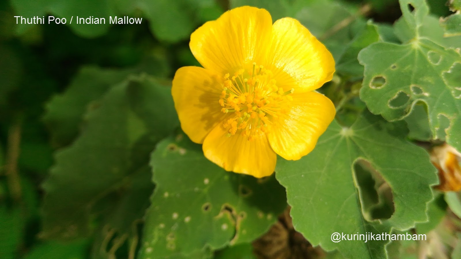 Flowers from My Cam: 37. Thuthi Poo / Indian Mallow / Atibala / Abutila ...
