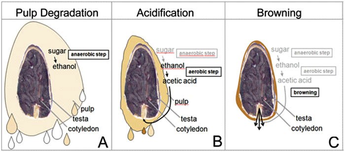 cpb_CocoaPinasBlogs: Cacao Beans Fermentation process