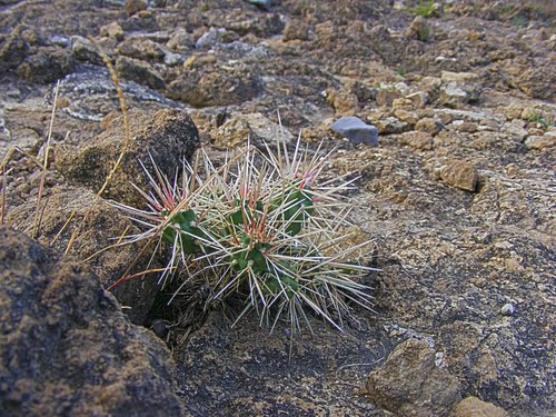 PRACTICA: RESERVA: JARDÍN BOTÁNICO DE CACTACEAS “HELIA BRAVO HOLLIS ...