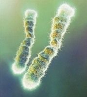 Telomerasi | Esperia