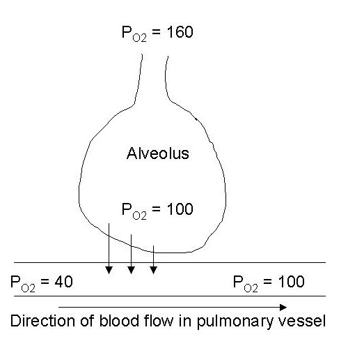 Respiratory Therapy Cave: Oxygen Diffusion Lexicon