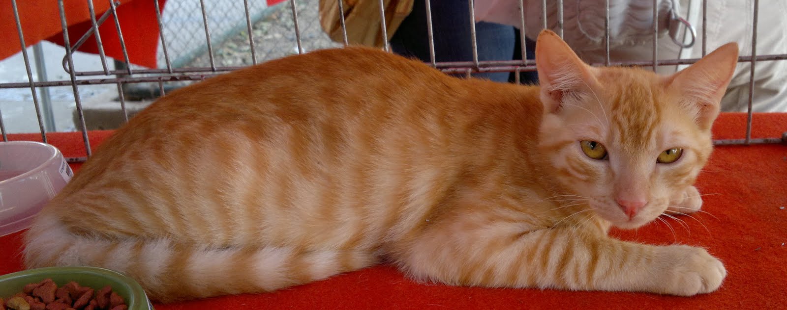 GATO CARIOCA: BEL GATOS PARA ADOÇÃO - TIJUCA - Rio de Janeiro/RJ