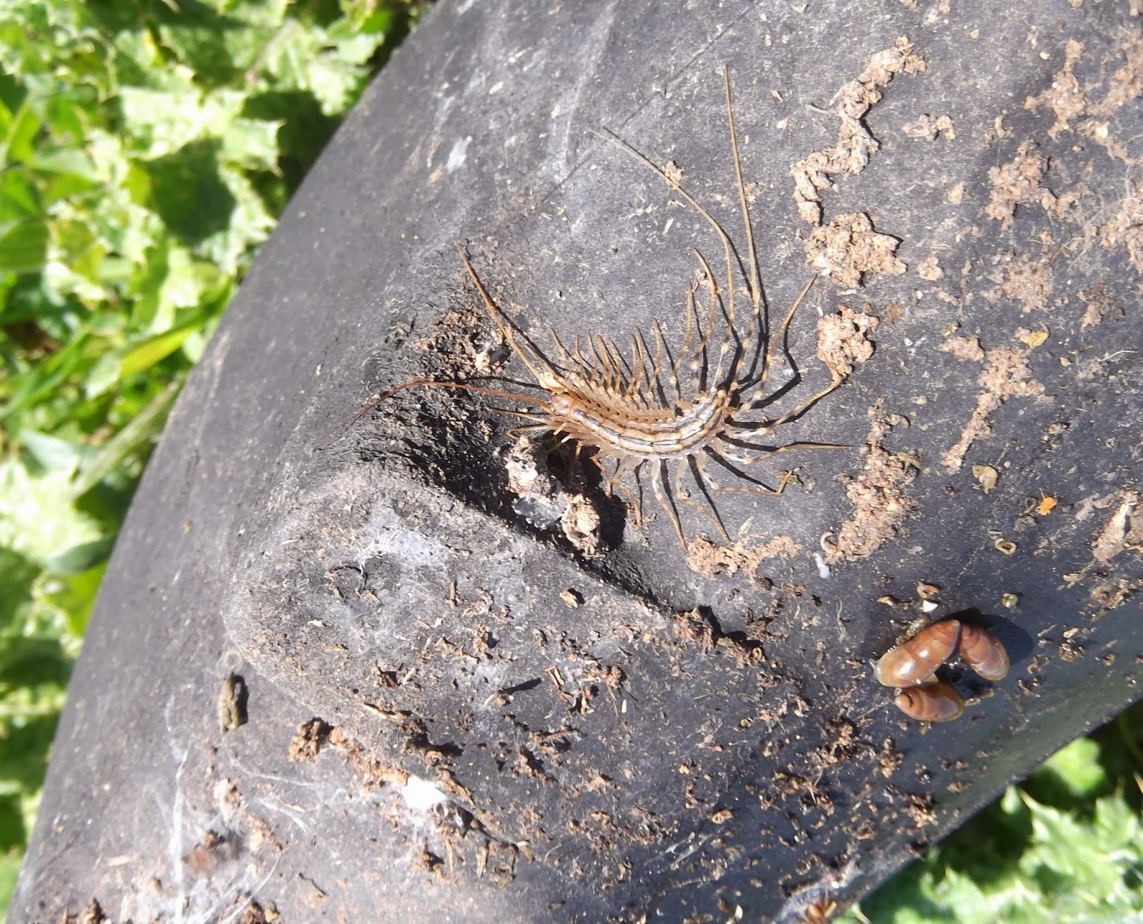 La senda del naturalista: Escutigera.