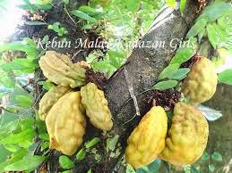 Fruits on Pinterest | Tropical Fruits, Fruit and Fruit Trees