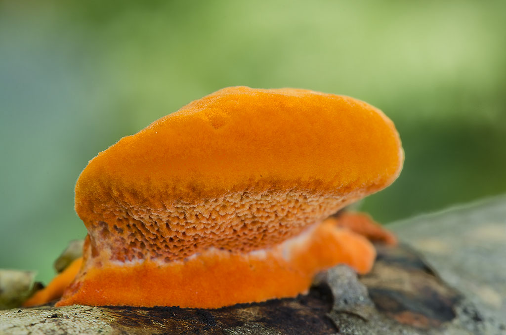 Alfredo Lopez de Arbina: PYCNOPORUS CINNABARINUS